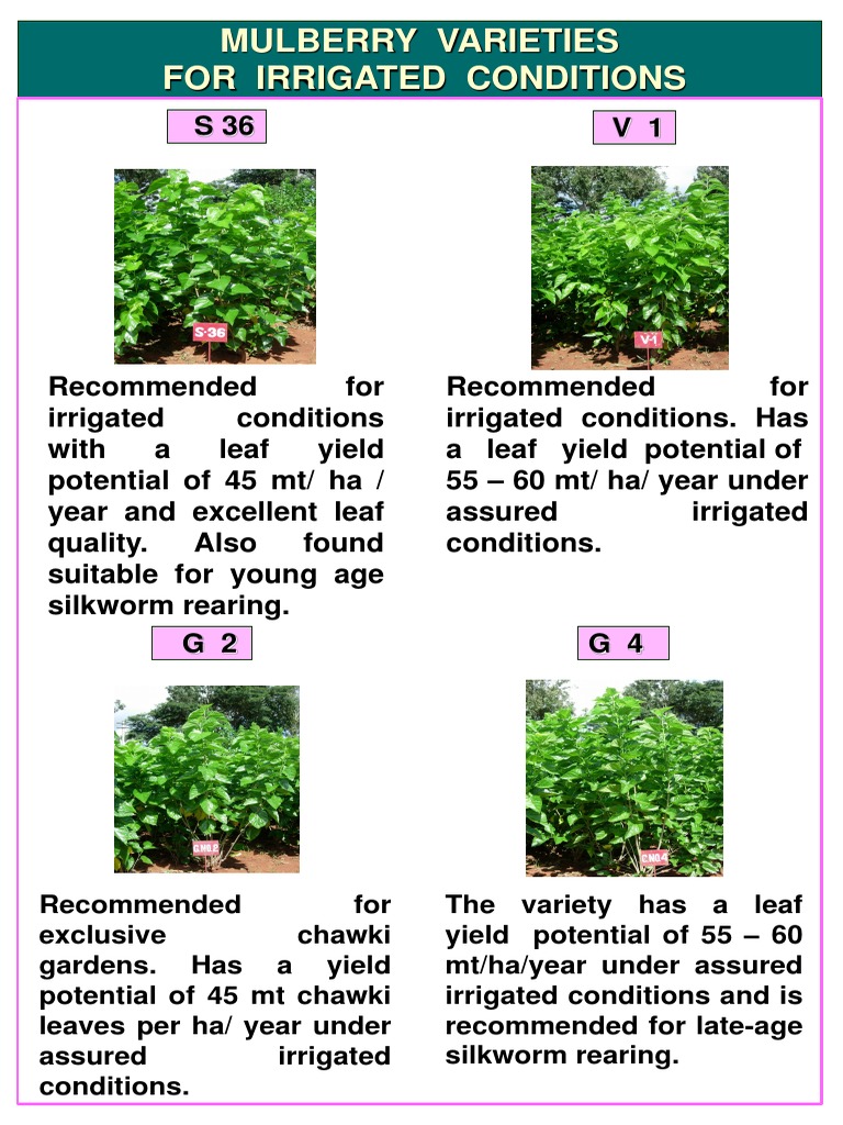 Mulberry Varieties | PDF