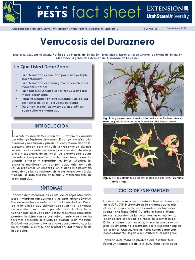 Verrucosis del Duraznero: Control y Síntomas | PDF | melocotón | Espora