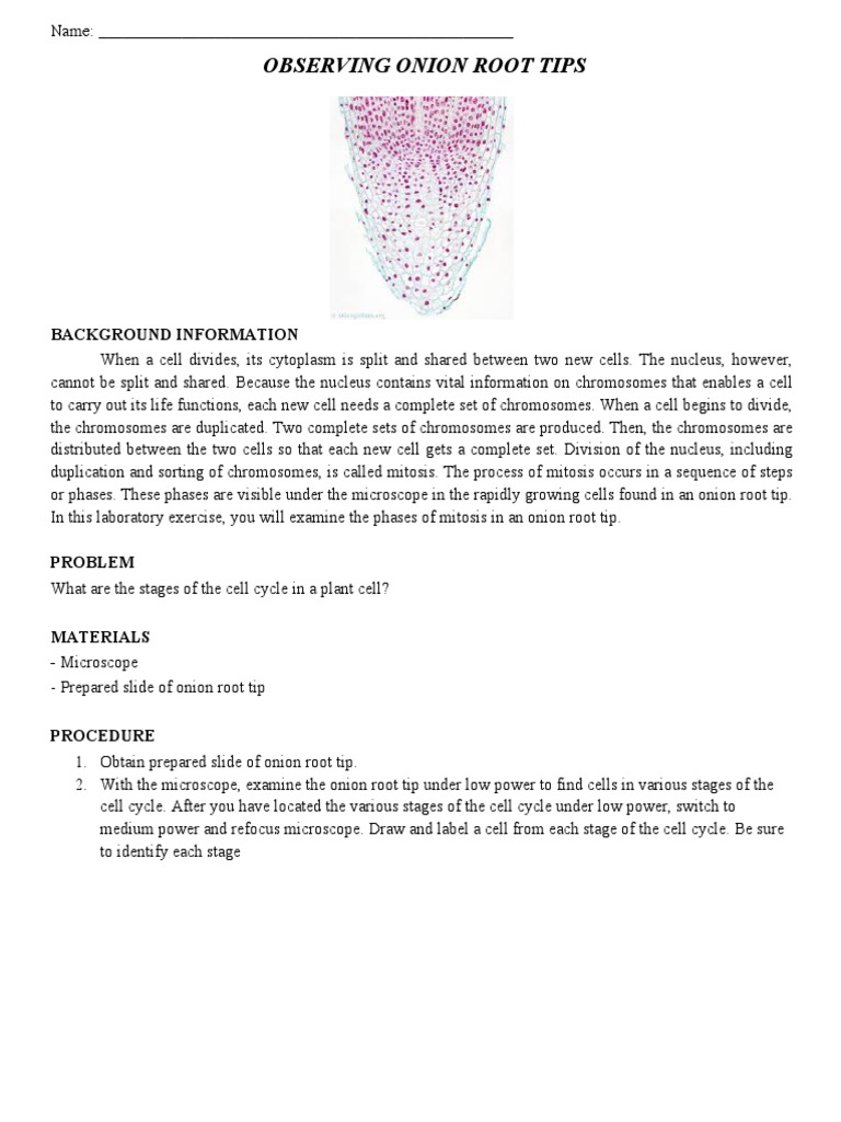 Mitosis Onion Root LAB | PDF | Mitosis | Cell Cycle