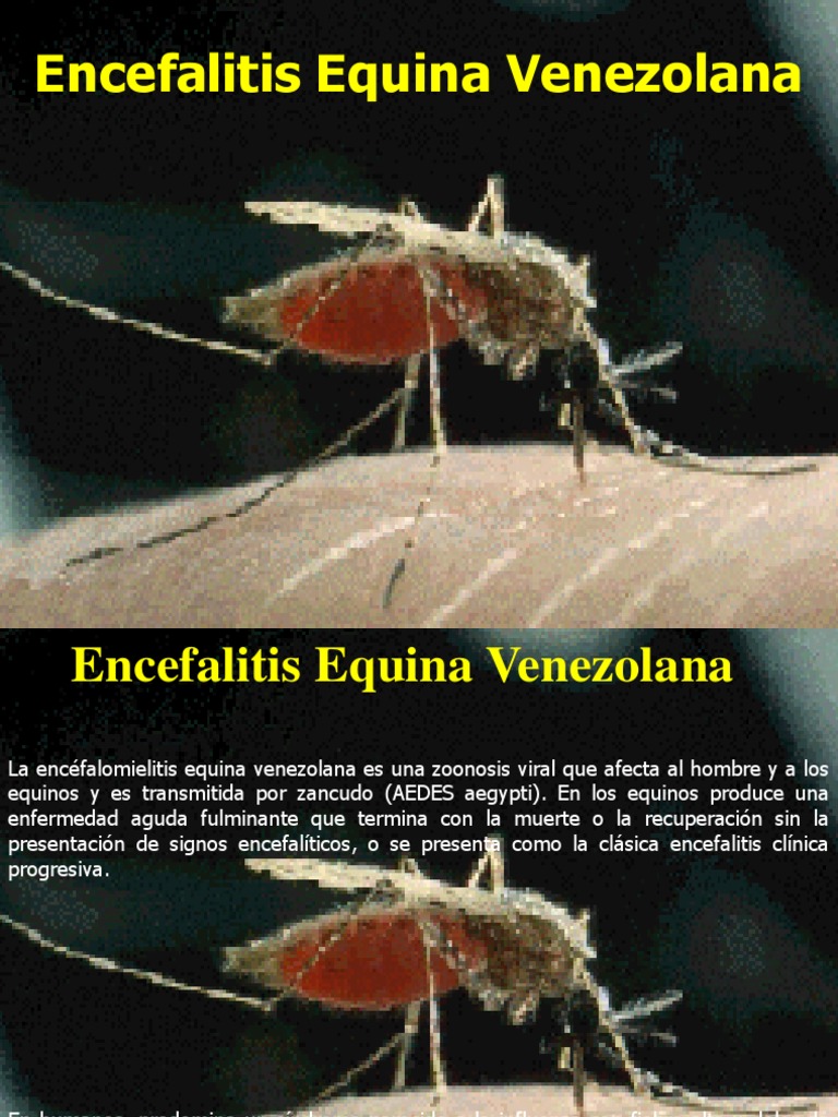 ENCEFALITIS EQUINA VENEZOLANA | Virus | Infección