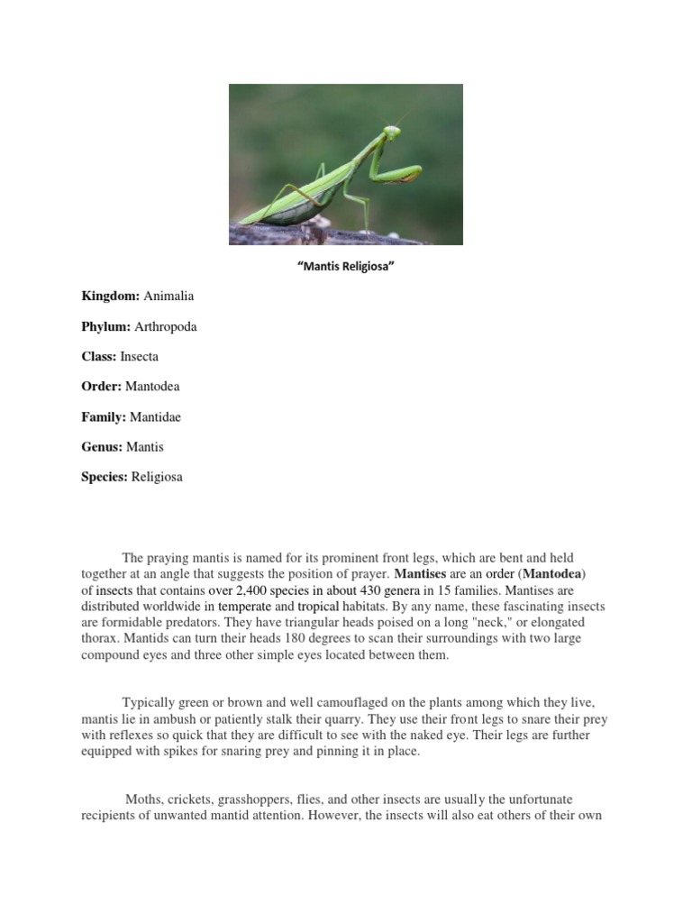 Kingdom: Animalia Phylum: Arthropoda Class: Insecta Order: Mantodea ...