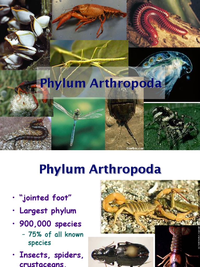 Phylum Arthropoda | PDF | Arthropods | Organisms