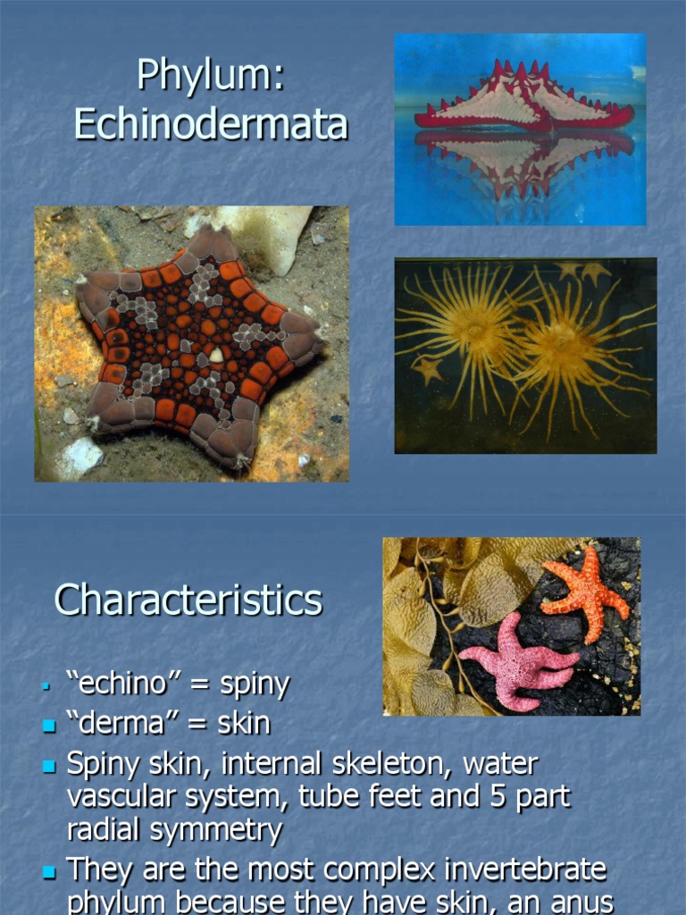 Phylum Echinodermata | PDF