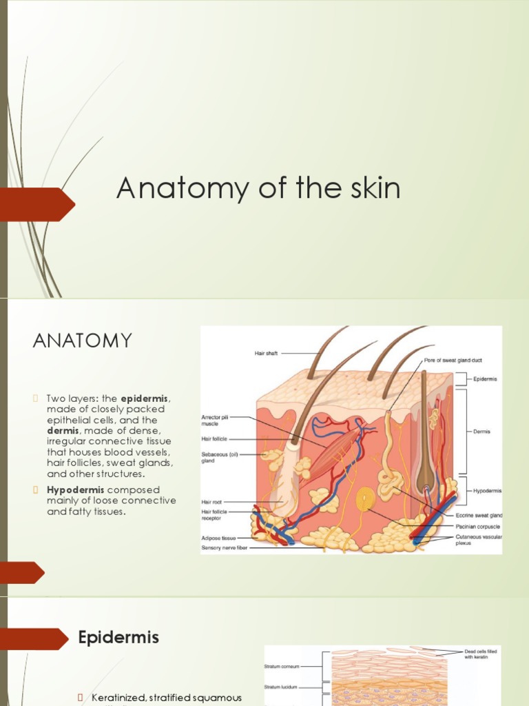 Anatomy of the skin | Epidermis | Dermatitis