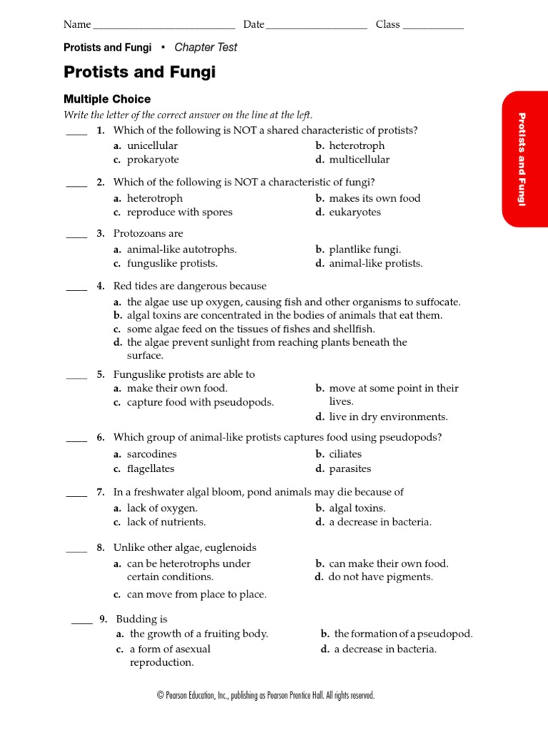 Protist Worksheet | PDF | Algae | Fungus