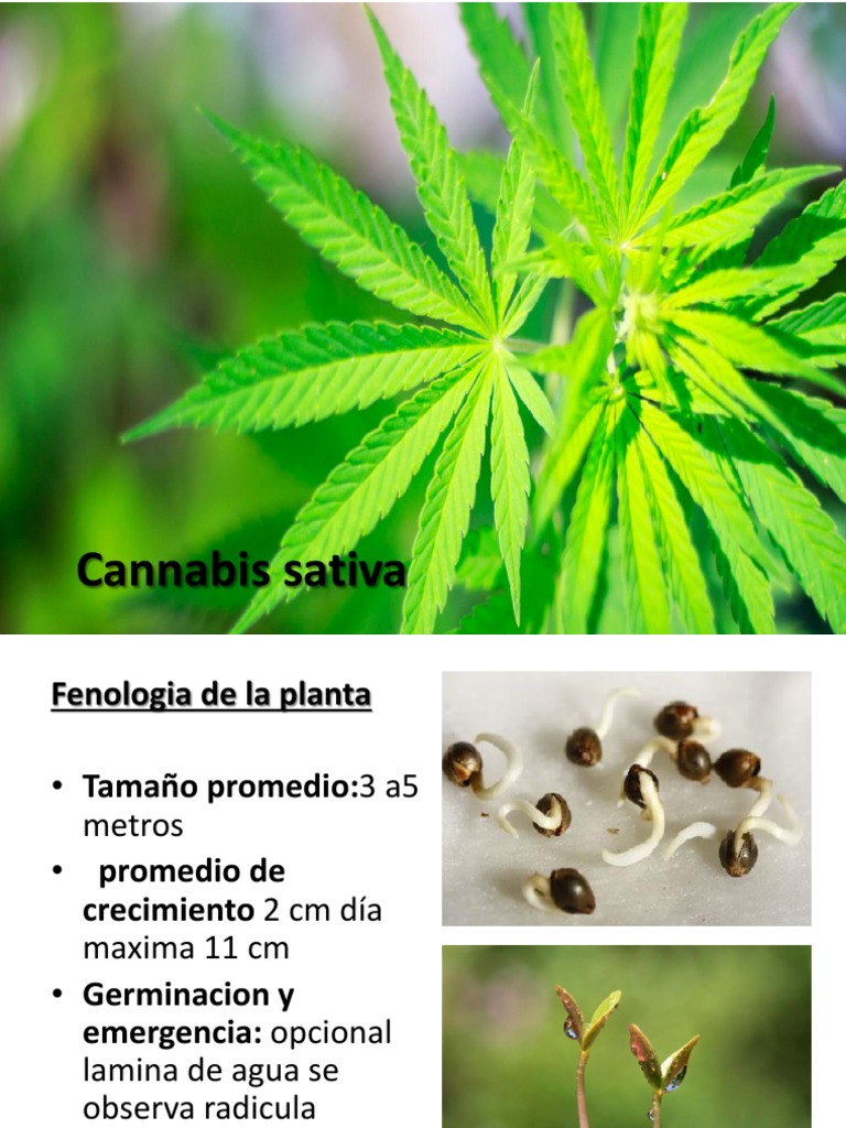 Cannabis Sativa | PDF | Flores | Germinación