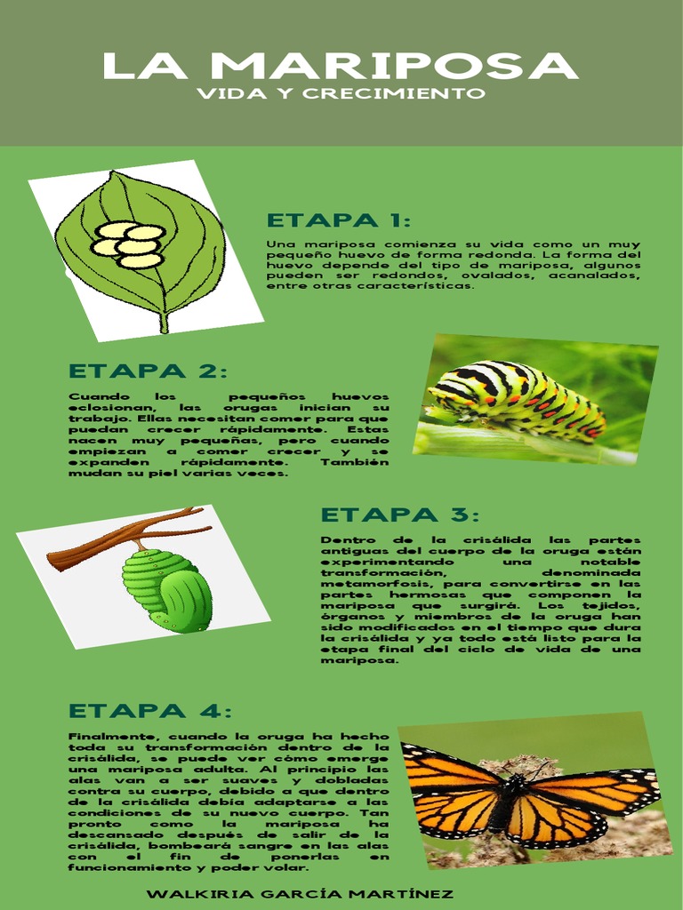 Etapas Del Ciclo De Vida De La Mariposa Para Niños Instituto