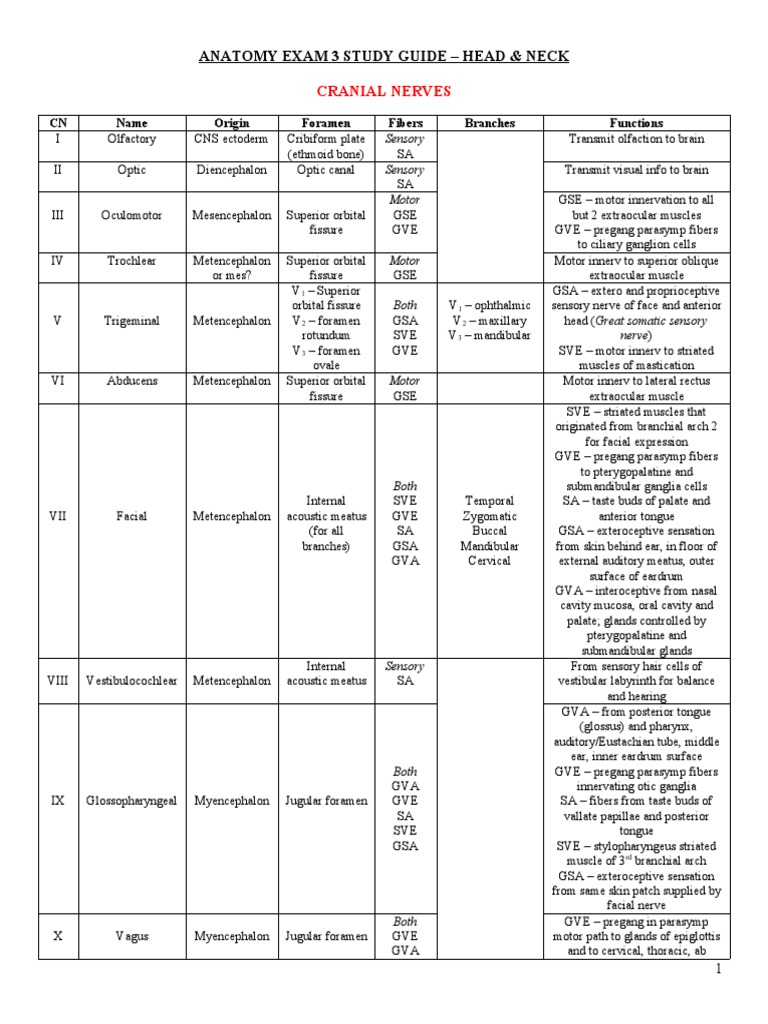 Anatomy Exam 3 Study Guide Updated | PDF | Neck | Tongue