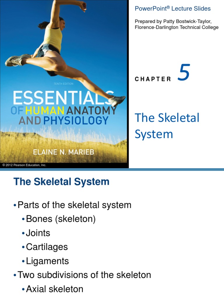 The Skeletal System: Powerpoint Lecture Slides | PDF | Vertebral Column ...