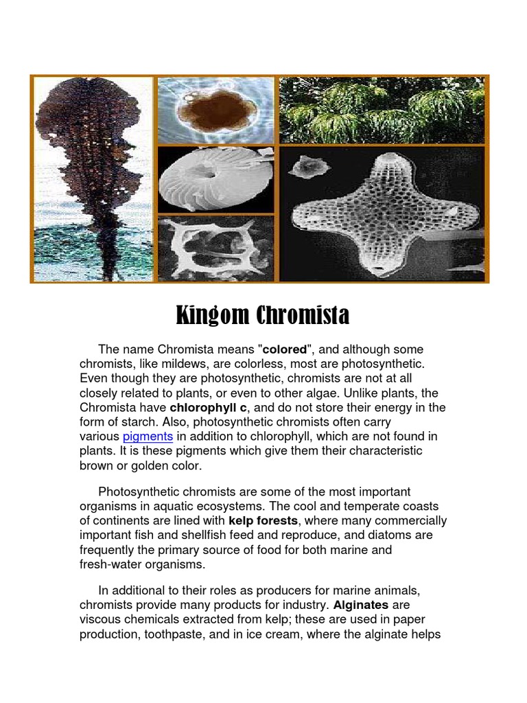 Kingom Chromista | Download Free PDF | Plants | Biology