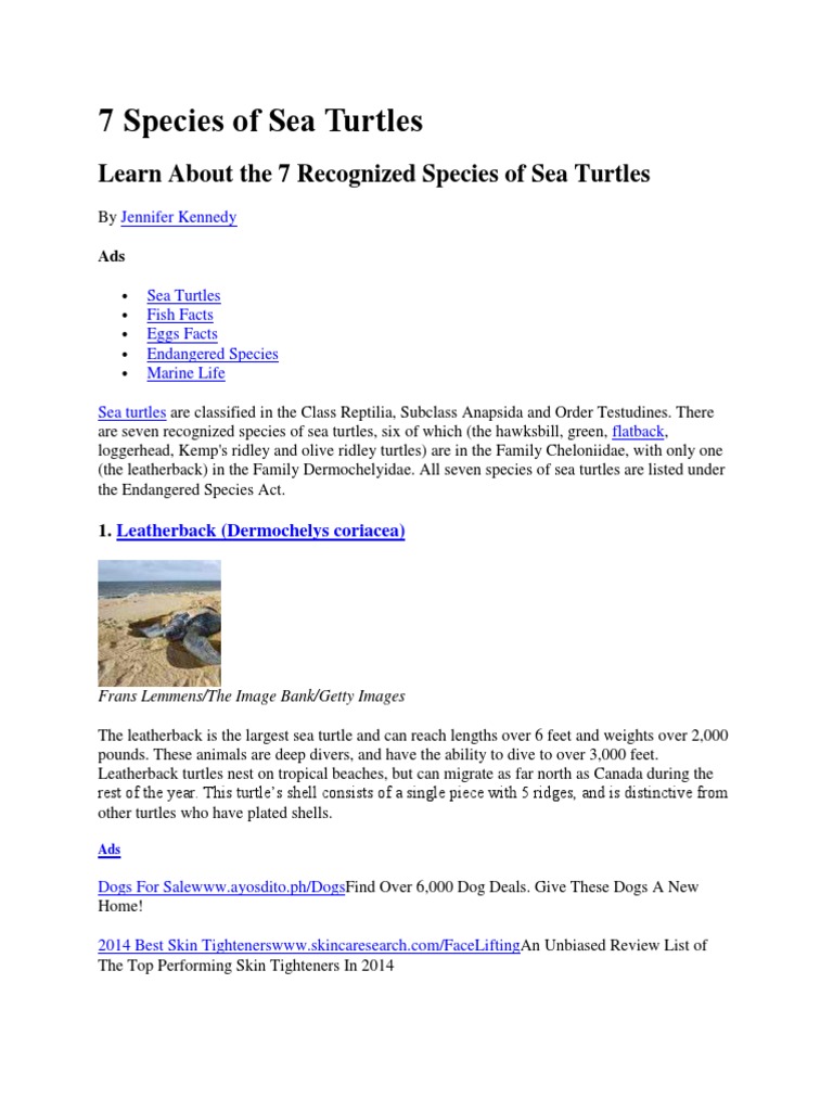 7 Species of Sea Turtles | PDF | Turtle | Sea Turtle