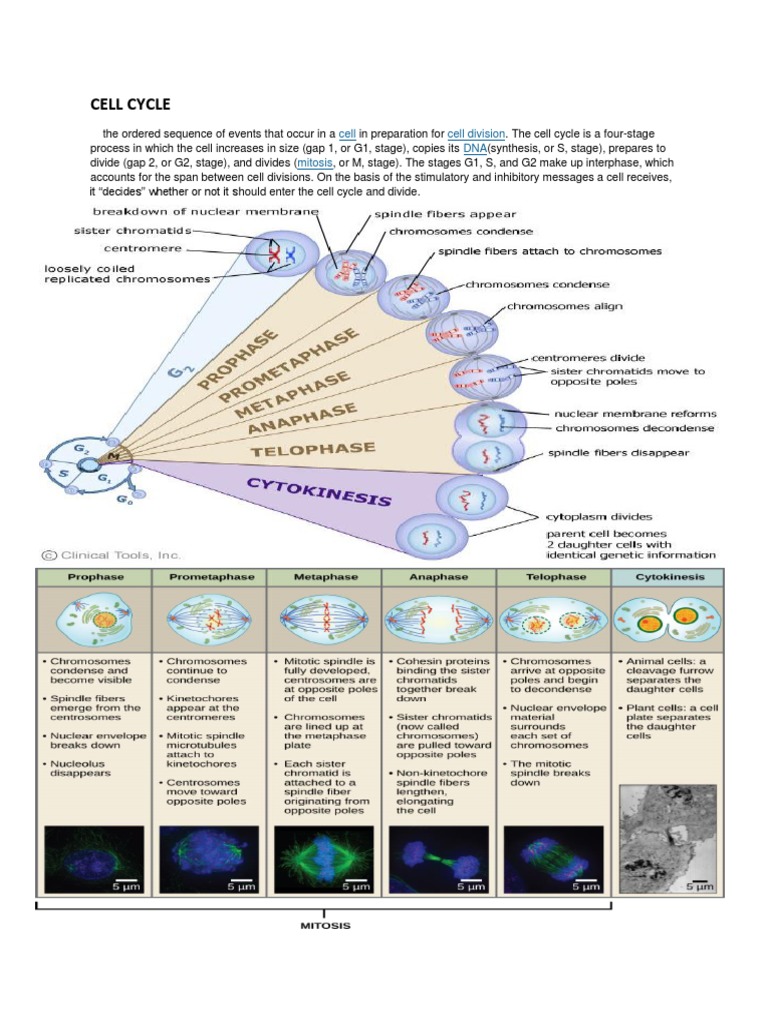 Overview of the Cell Cycle Stages | PDF