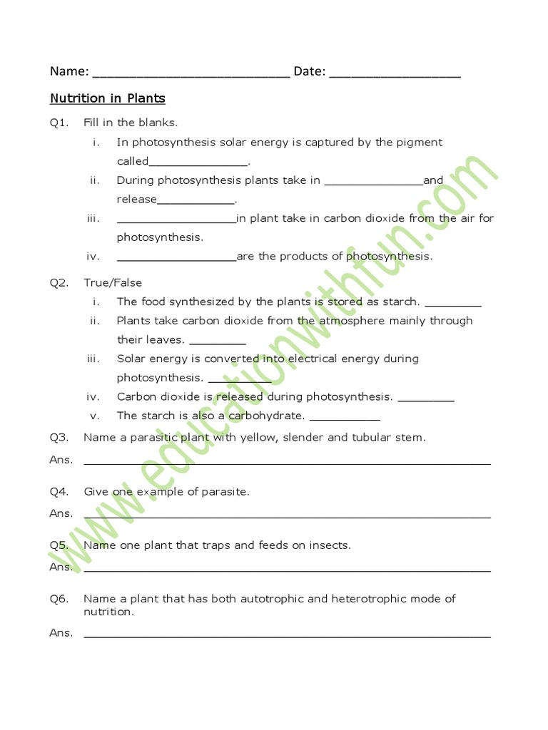 Nutrition in Plants Worksheet 1 | PDF | Photosynthesis | Plants