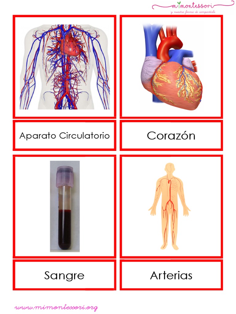 Tarjetas Del Aparato Circulatorio Letra Imprenta | PDF | Sistema ...