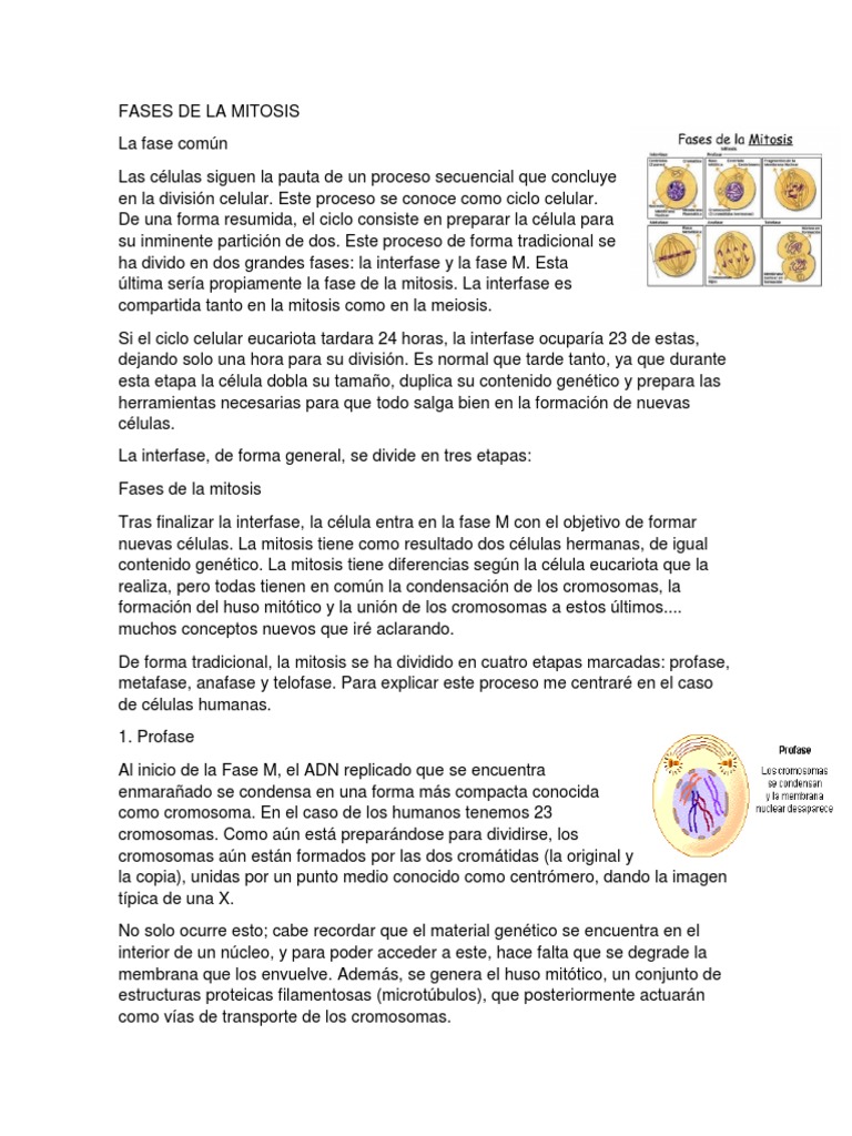 Hoja De Trabajo Sobre Las Fases De La Mitosis Tema 1: Ciclo Celular