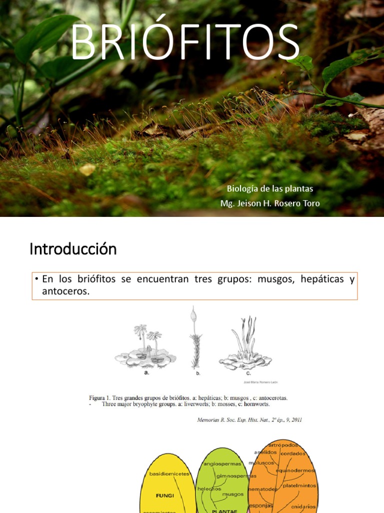 Características de los Briofitos | PDF | Plantas | Horticultura y ...