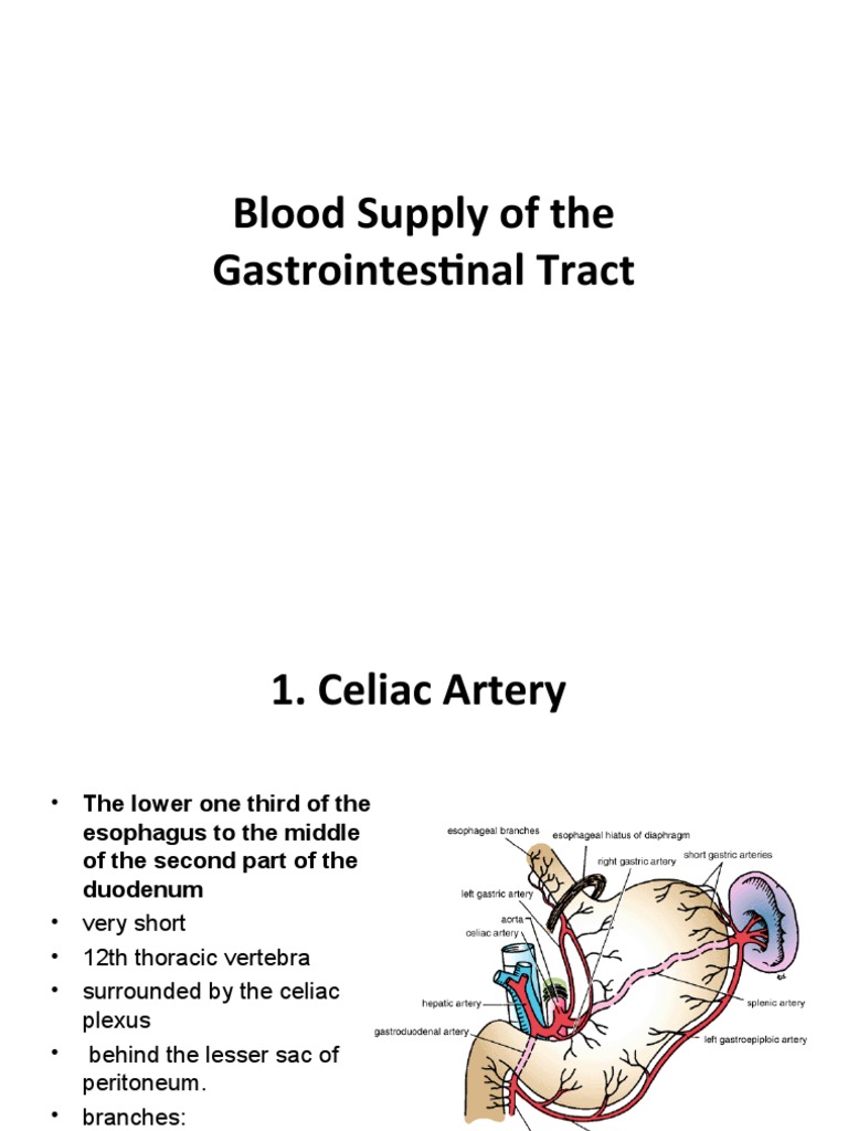 Anatomy, Lecture 12, Blood Supply of The Gastrointestinal Tract (Slides ...