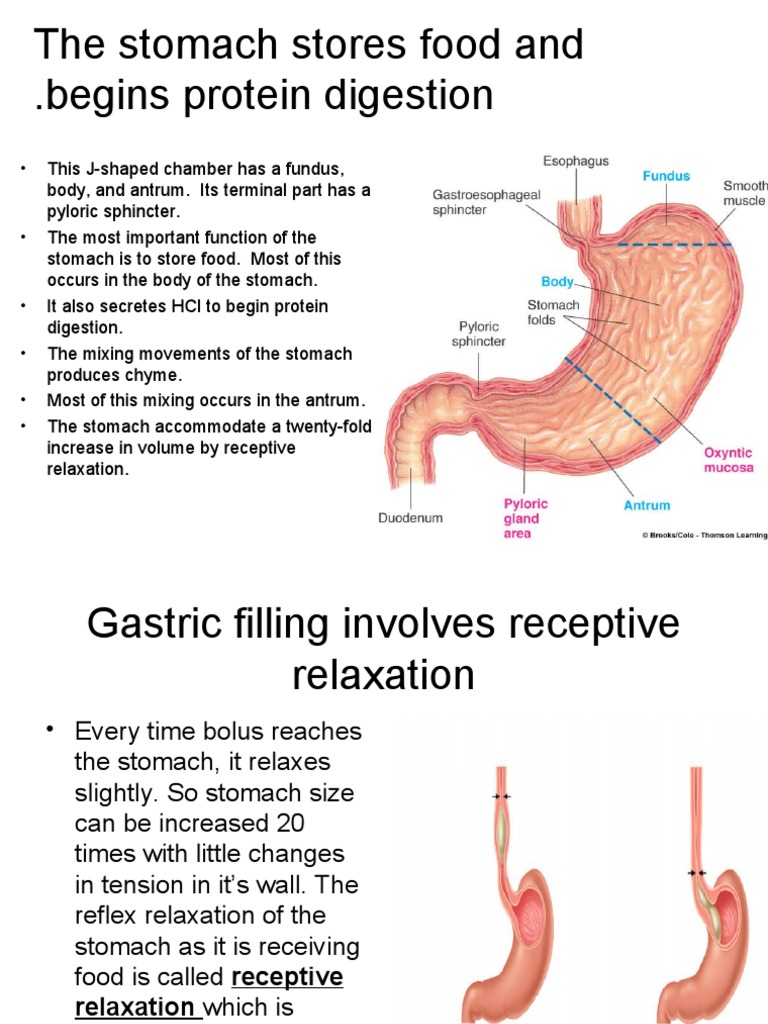 Physiology, Lecture 8, GIT 2 (Stomach) (Slides)