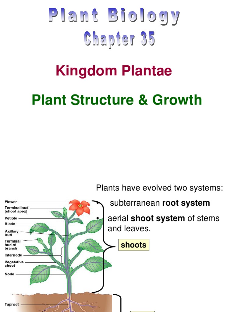 Biology Plant Based Presentation | PDF | Leaf | Tissue (Biology)