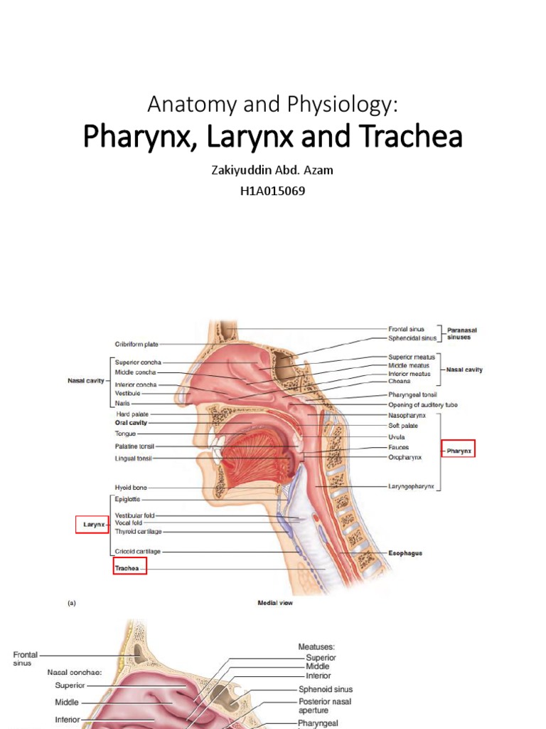 Anatomy and Physiology of The Pharynx-Larynx-Trachea | PDF | Larynx ...