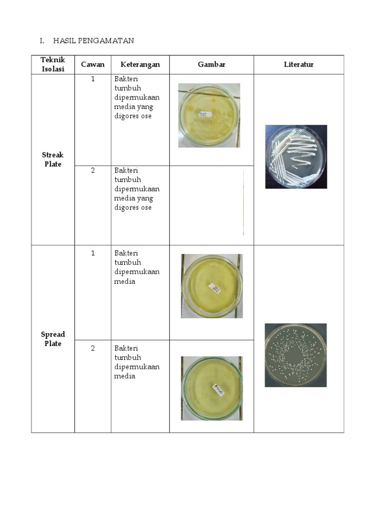 Data Isolasi Bakteri | PDF