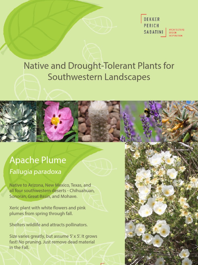 Native and Drought-Tolerant Plants For Southwestern Landscapes | PDF ...