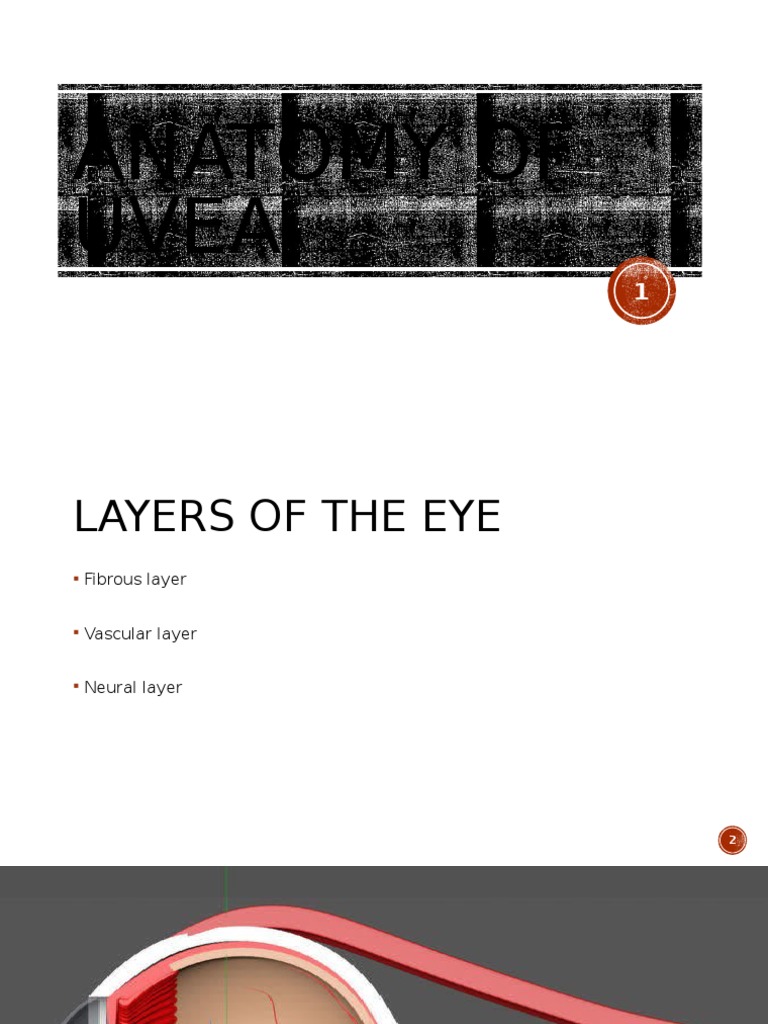Anatomy of Uvea | PDF | Ophthalmology | Human Head And Neck