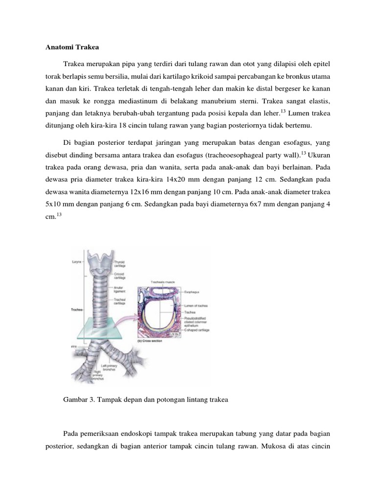 Anatomi Trakea | PDF | Sains & Matematika