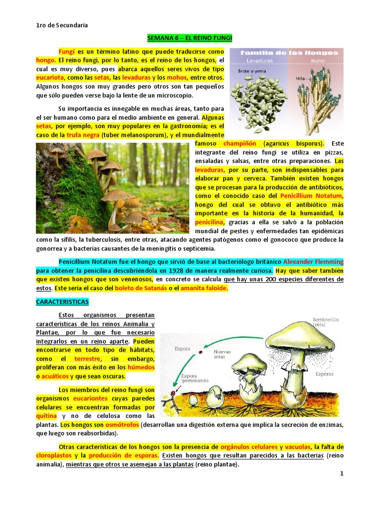 Semana 6 I Bimestre - El Reino Fungi | PDF | Hongo | Plantas