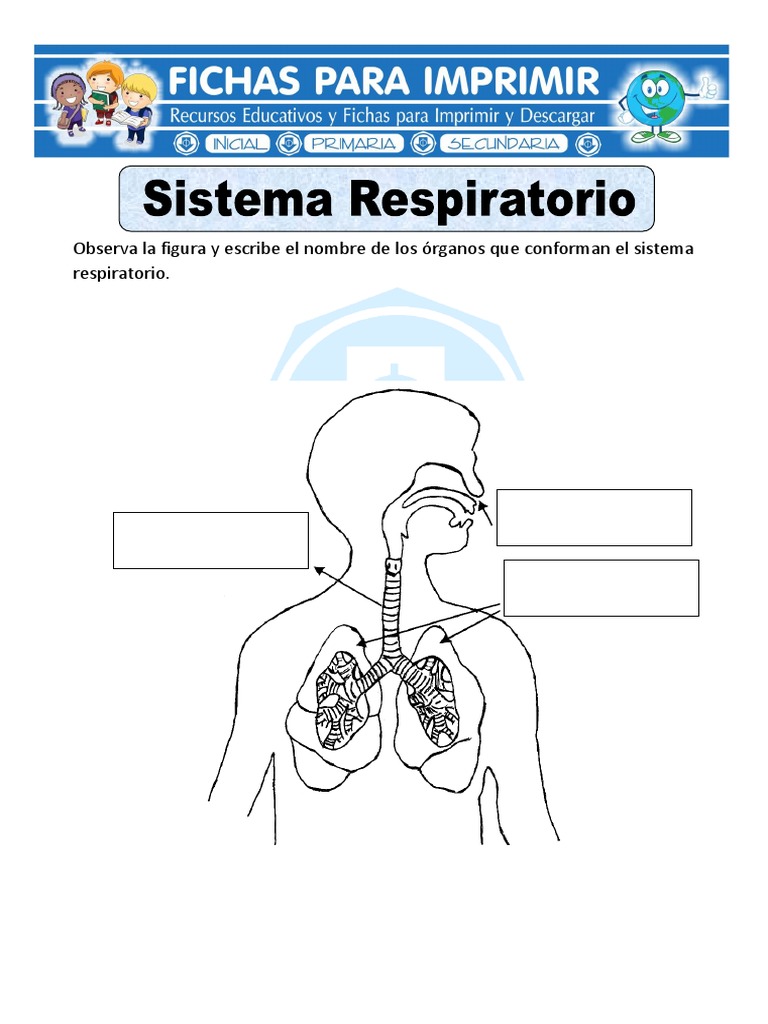Ficha de Sistema Respiratorio para Primaria | PDF | Clásicos