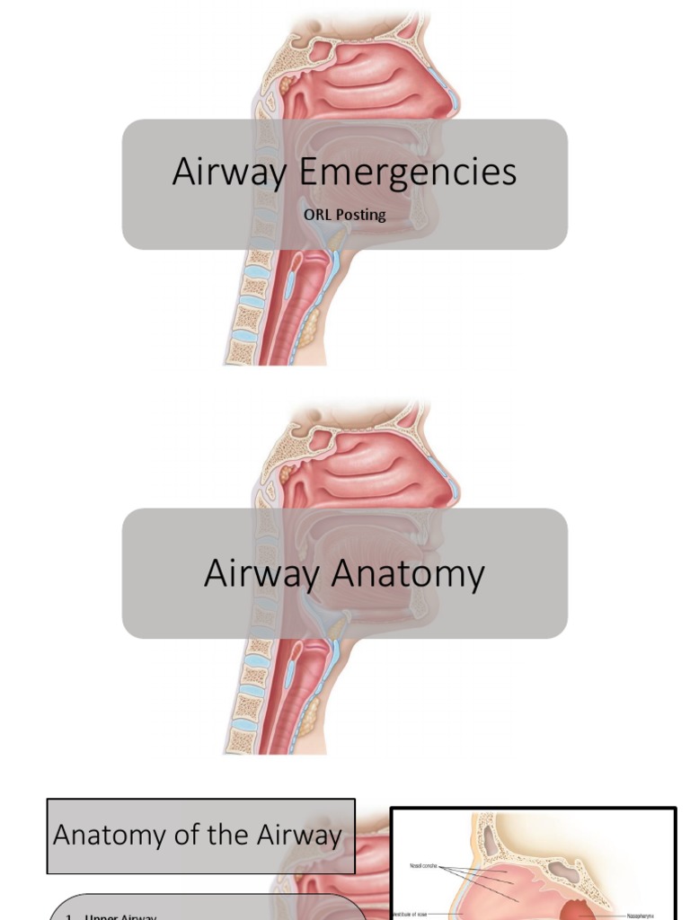 Anatomy and Management of Common Pediatric Airway Emergencies | PDF ...