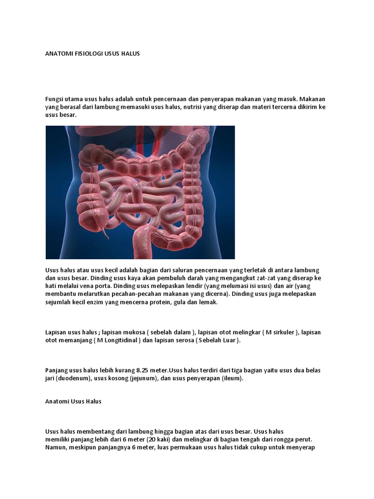 Anatomi Fisiologi Usus Halus | PDF