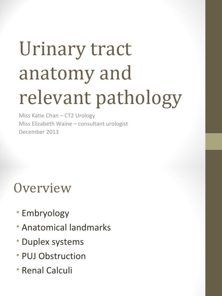 Urinary Tract Anatomy and Relevant Pathology | PDF | Animal Anatomy ...