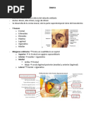 Anatomía de la Región Ciliar | PDF | Fluido cerebroespinal | Sistema ...