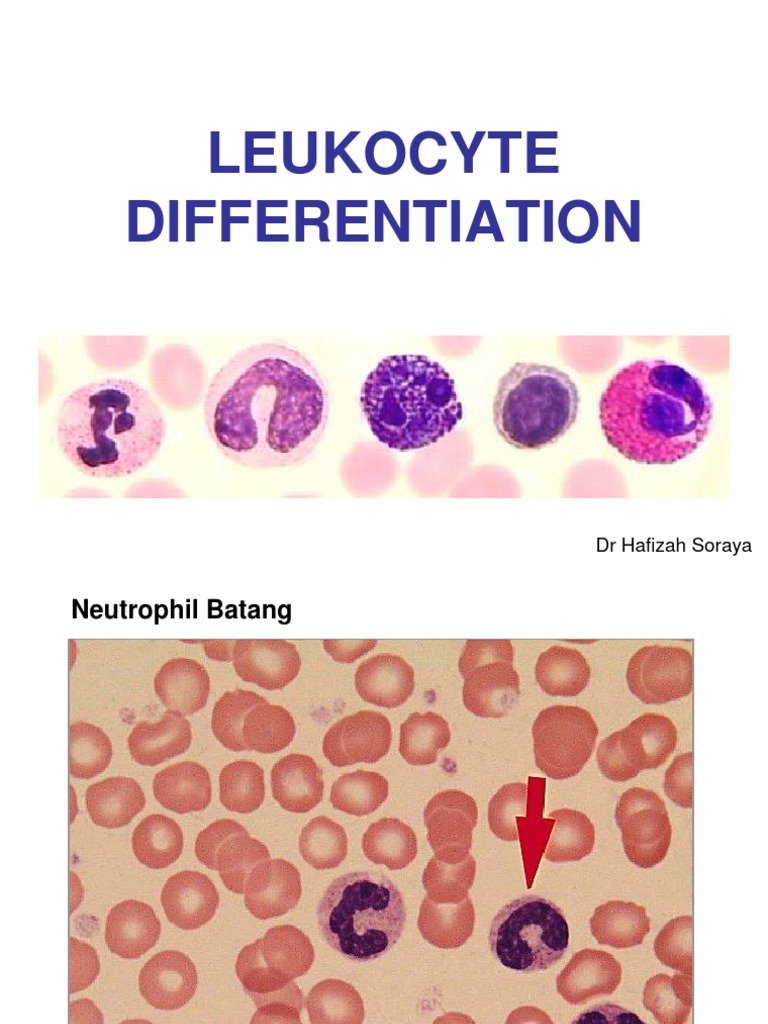 Leukocyte Differentiation | PDF