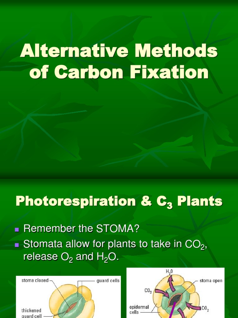 Carbon Fixation in C3, C4, and CAM Plants | PDF | Photosynthesis | Stoma