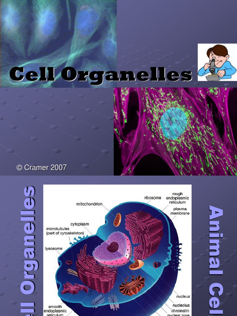 Cell Organelles: © Cramer 2007 | PDF | Endoplasmic Reticulum | Cell ...