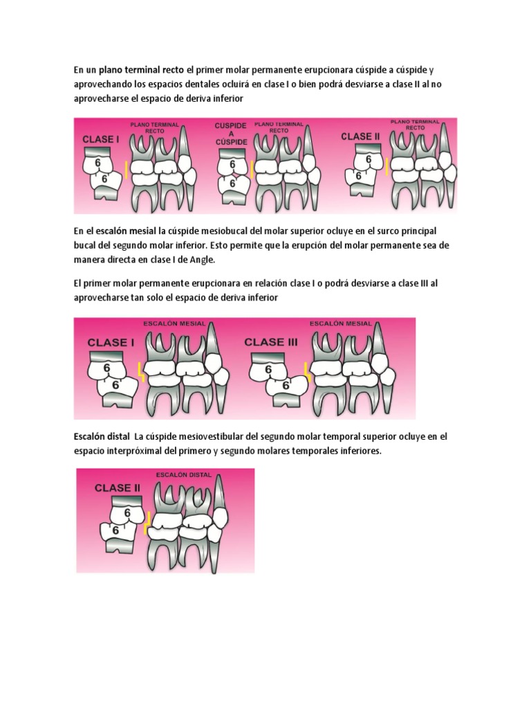Erupción del primer molar permanente y su relación con la clase de ...