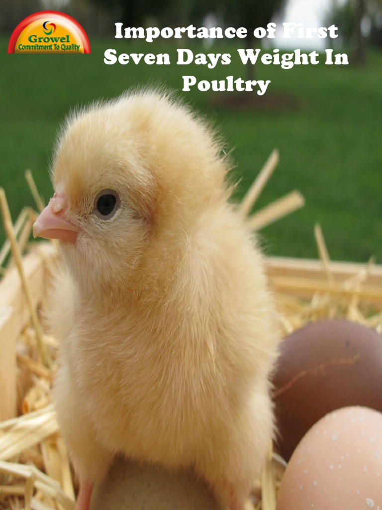 Importance of 7 Days Chick | PDF | Broiler | Birds