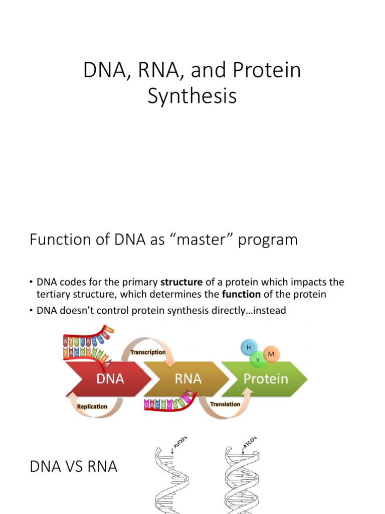 DNA, RNA, and Protein Synthesis | PDF | Rna | Messenger Rna