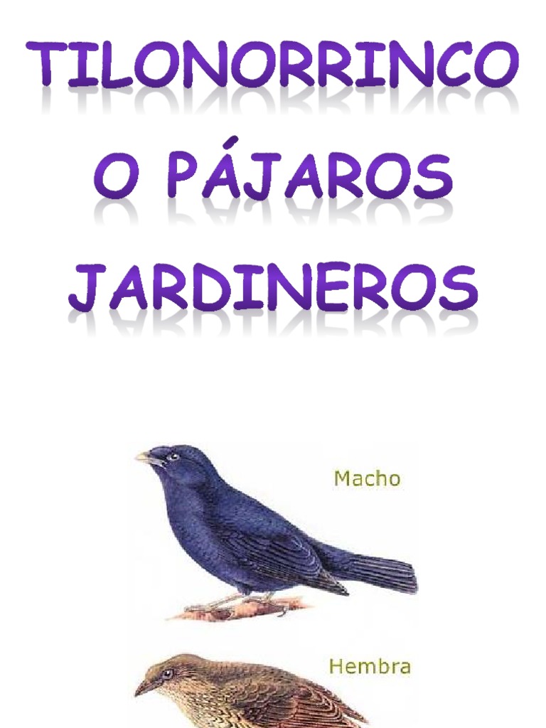 Tilonorrinco o Pájaros Jardineros Stephy | PDF