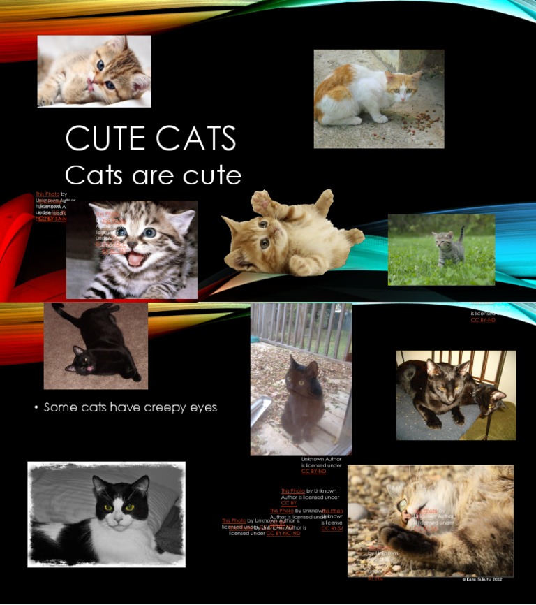 Cute Cats | PDF | Creative Commons License | Telecommunications Law