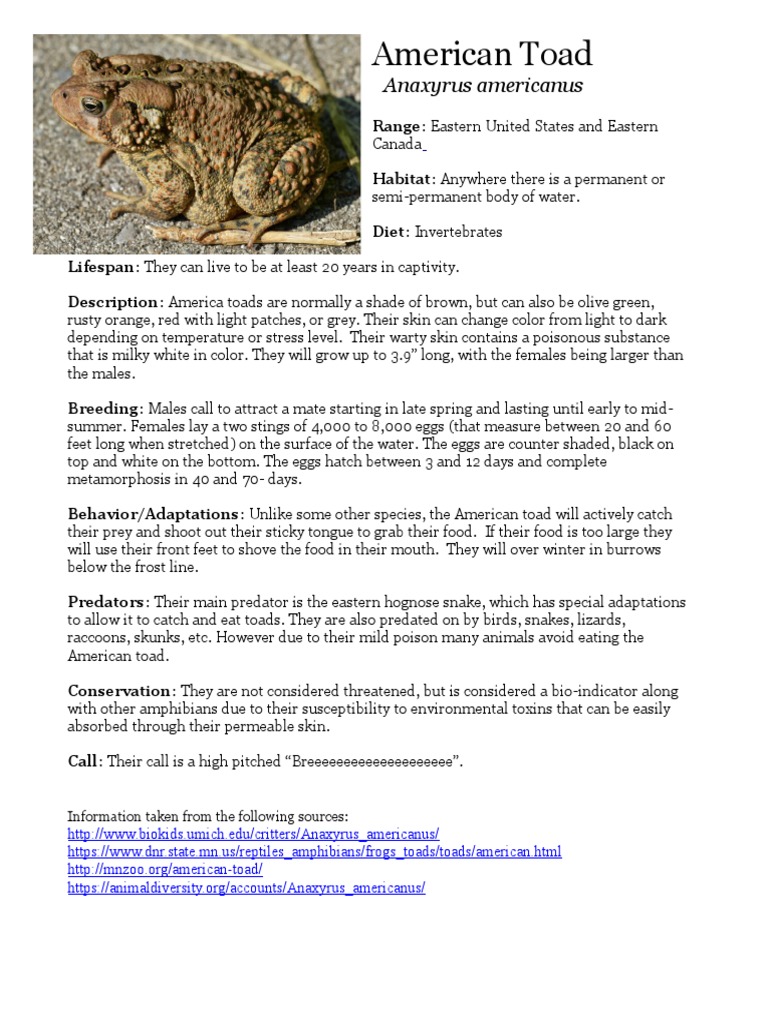 American Toad | PDF