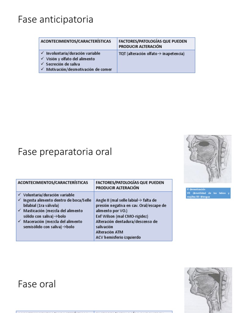 Etapas de La Deglución y Sus Alteraciones | PDF | Esófago | Sistema ...