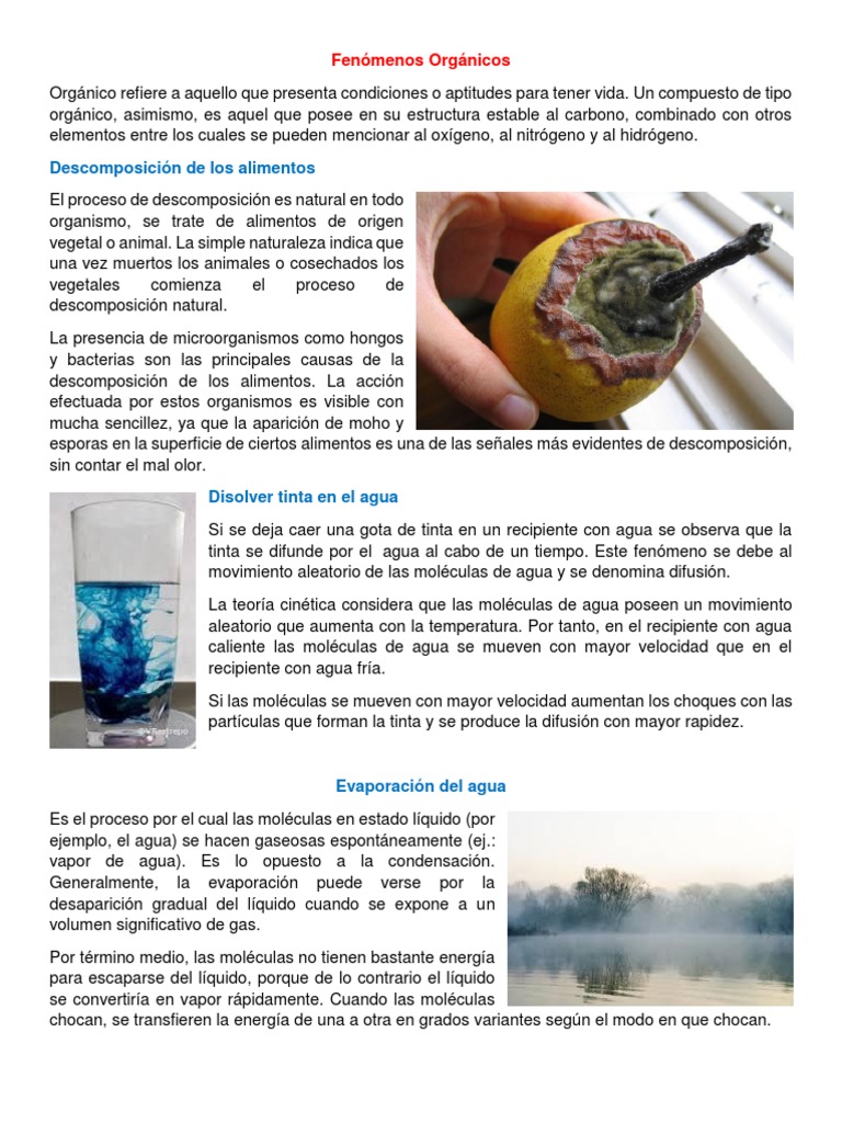 Procesos naturales de descomposición y transformación de la materia ...