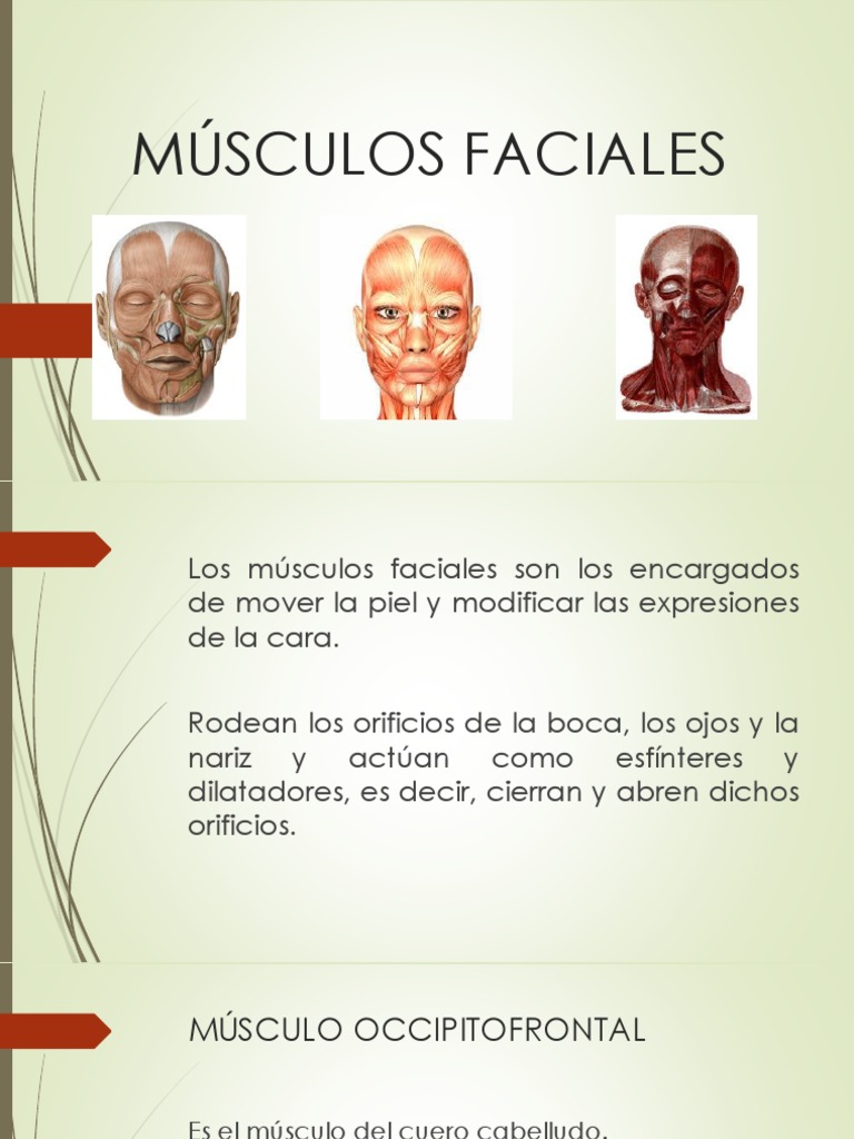 Musculos de La Mimica Facial | PDF | Anatomía humana | Cabeza y cuello humanos