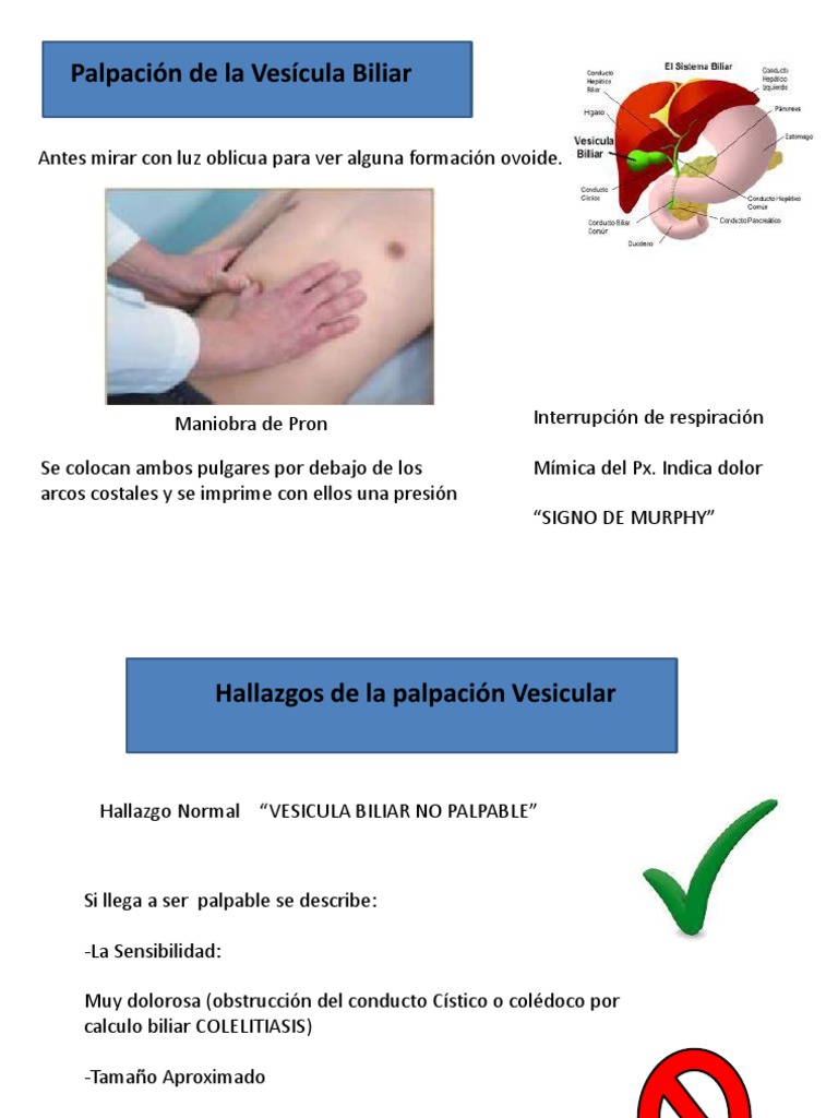 Bazo y Vesicula y Colon | PDF | Intestino grueso | Vesícula biliar