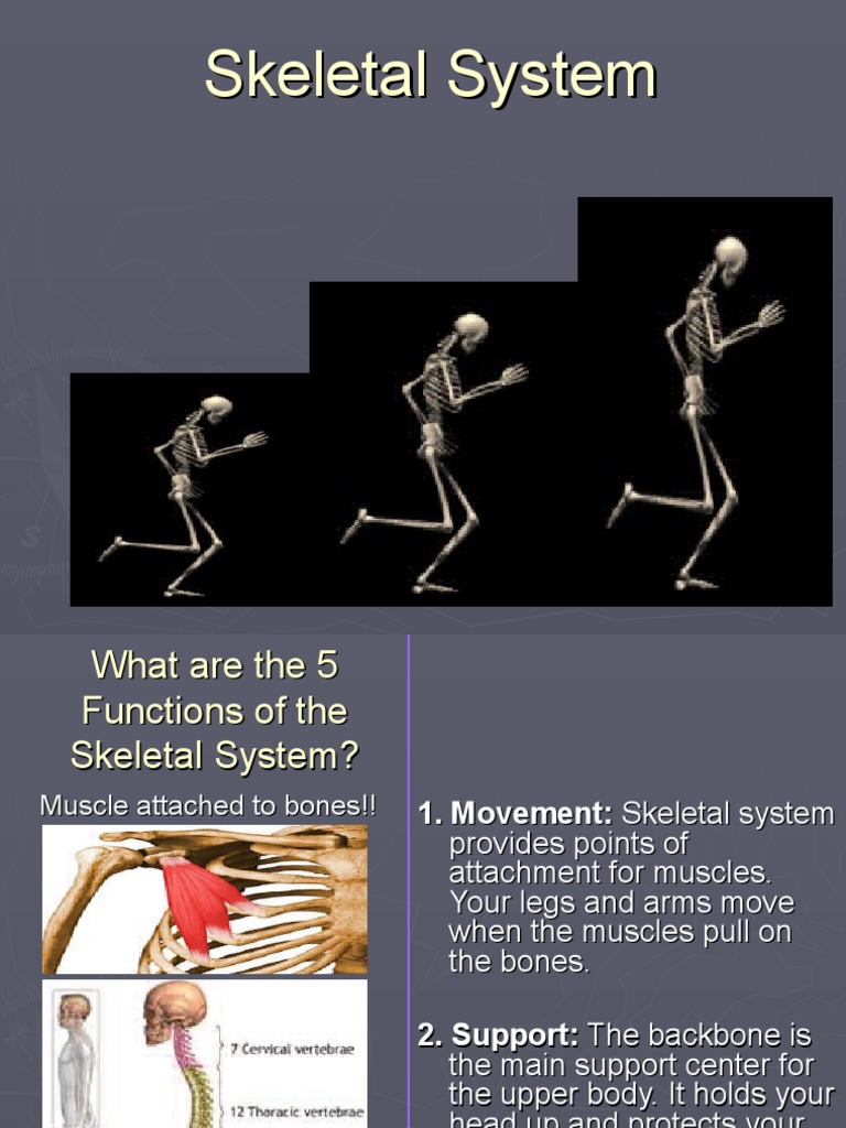 Skeletal System PowerPoint | PDF | Skeleton | Bone
