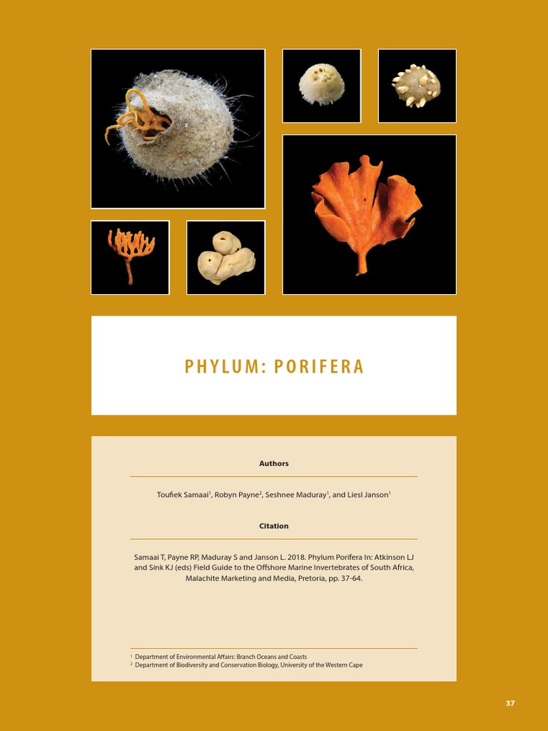 1 Field Guide To SA Offshore Marine Invertebrates - Phylum Porifera PDF ...