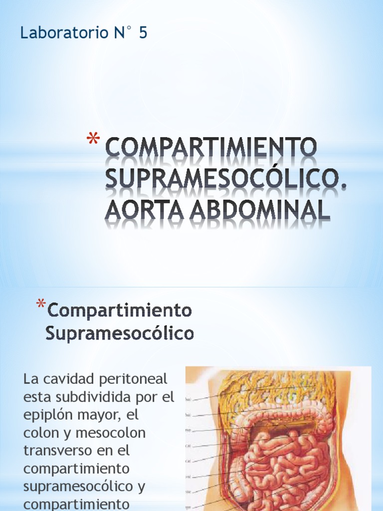 Compartimiento Supramesocc3b3lico | PDF